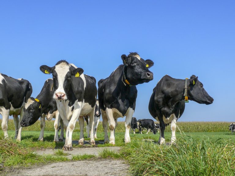 Why are those cows so skinny? - Animal Agriculture Alliance