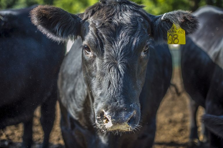 Why are those cows so skinny? - Animal Agriculture Alliance