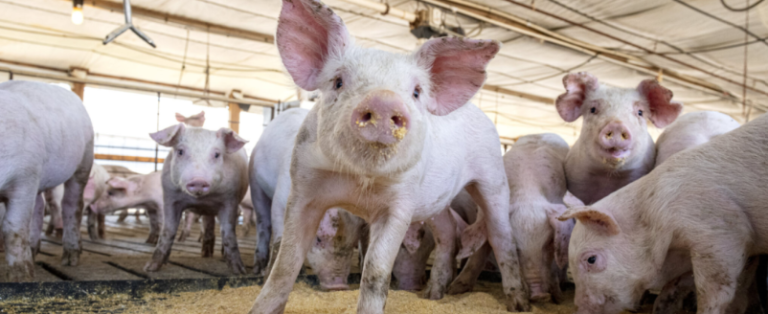 The (Not So Dirty) Truth Behind Pig Housing - Animal Agriculture Alliance