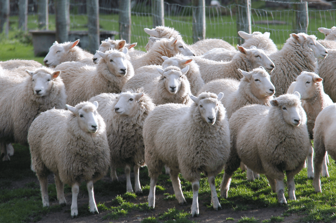 Sheep Production in the United States - Animal Agriculture Alliance