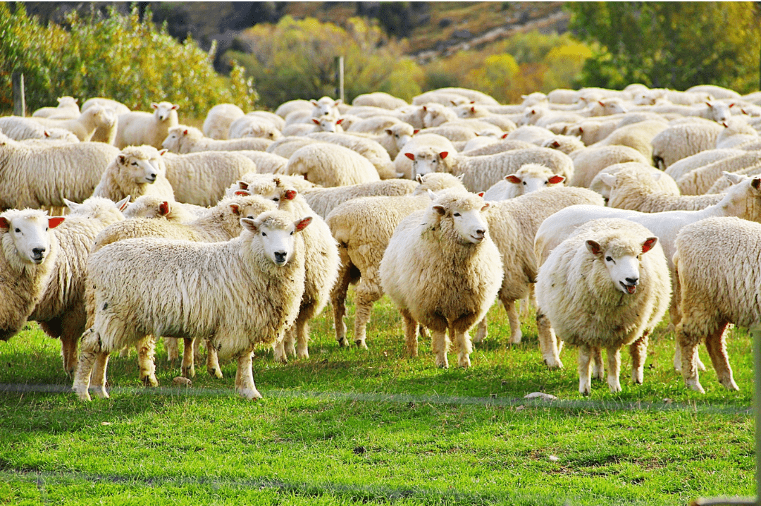 Sheep Production in the United States - Animal Agriculture Alliance