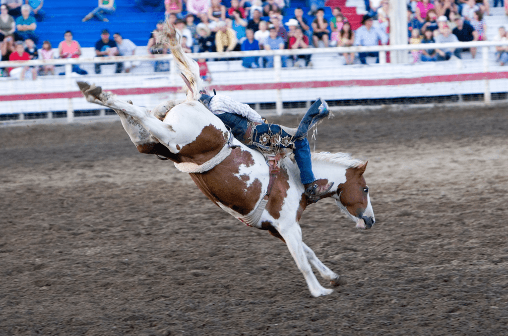 How are rodeo animals treated? - Animal Agriculture Alliance