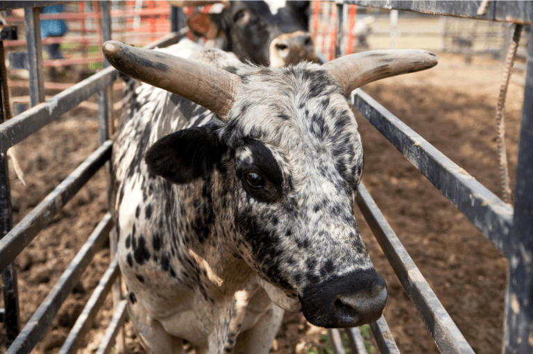 How are rodeo animals treated? - Animal Agriculture Alliance