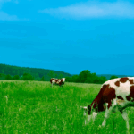 The role of livestock in regenerative agriculture - Animal Agriculture ...