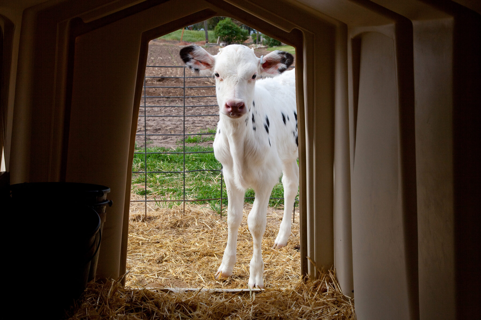 Calf Care: Why Dairy Farmers Use Calf Hutches - Animal Agriculture Alliance
